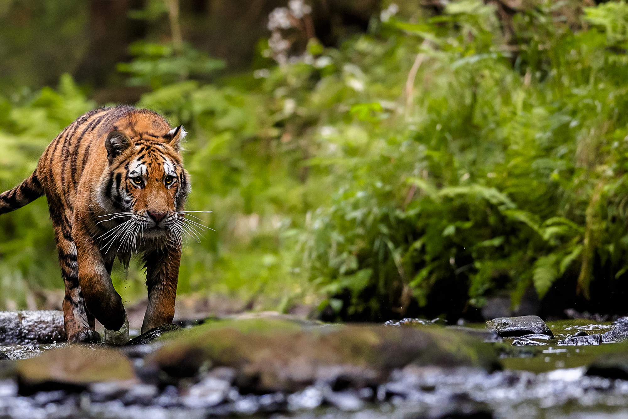 Try it for free! - LinkTigerLinkTiger